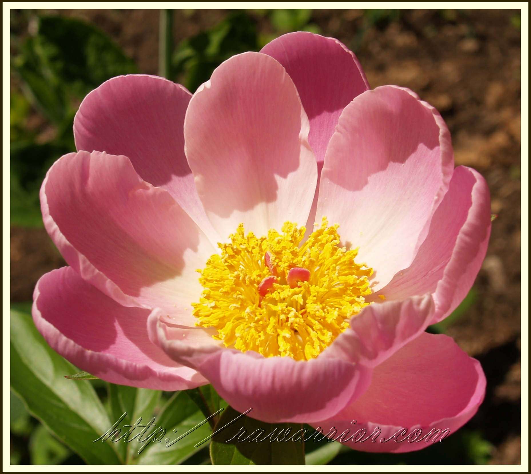 pink flower | Rheumatoid Arthritis Warrior