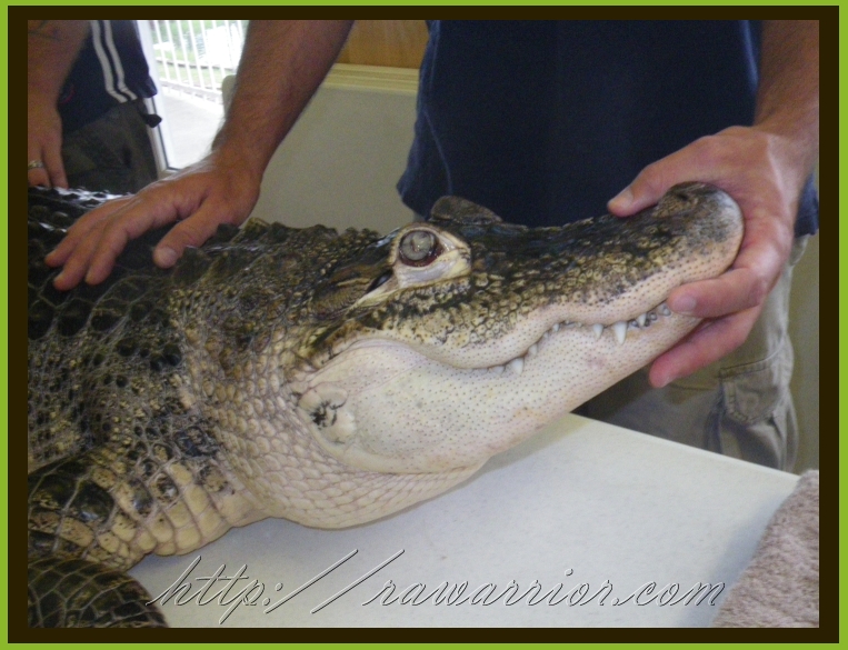 Taming an alligator | Rheumatoid Arthritis Warrior